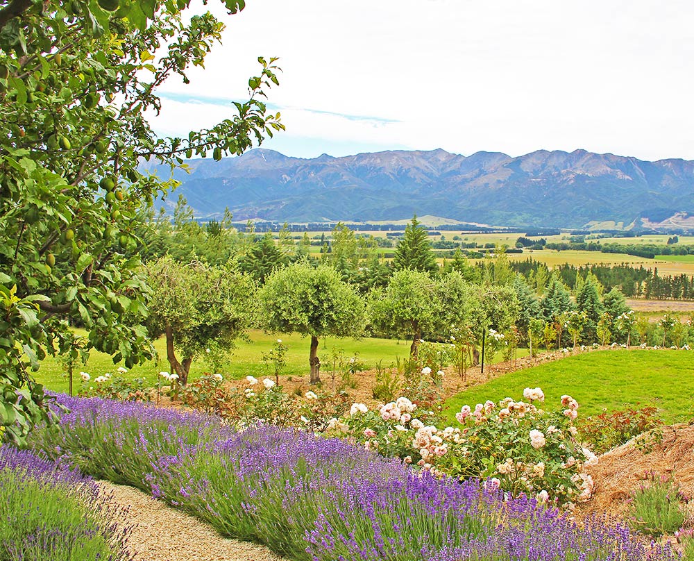 Gallery - Amuri Estate